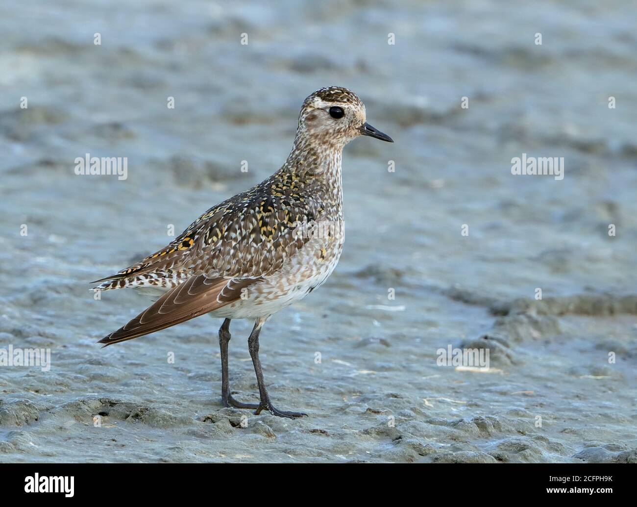 European golden plover (Pluvialis apricaria), First-summer during ...