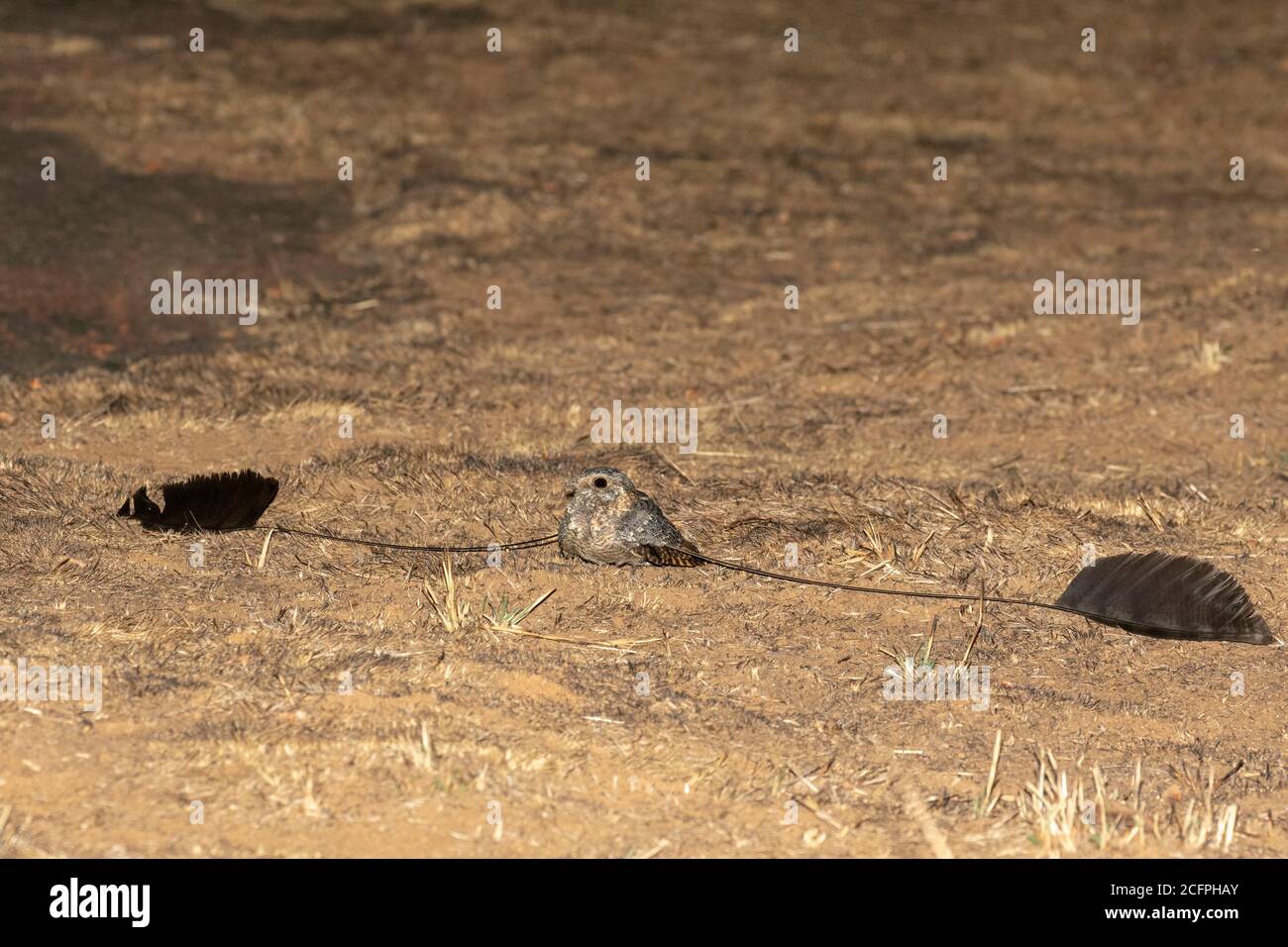 standard-winged nightjar (Caprimulgus longipennis, Macrodipteryx ...