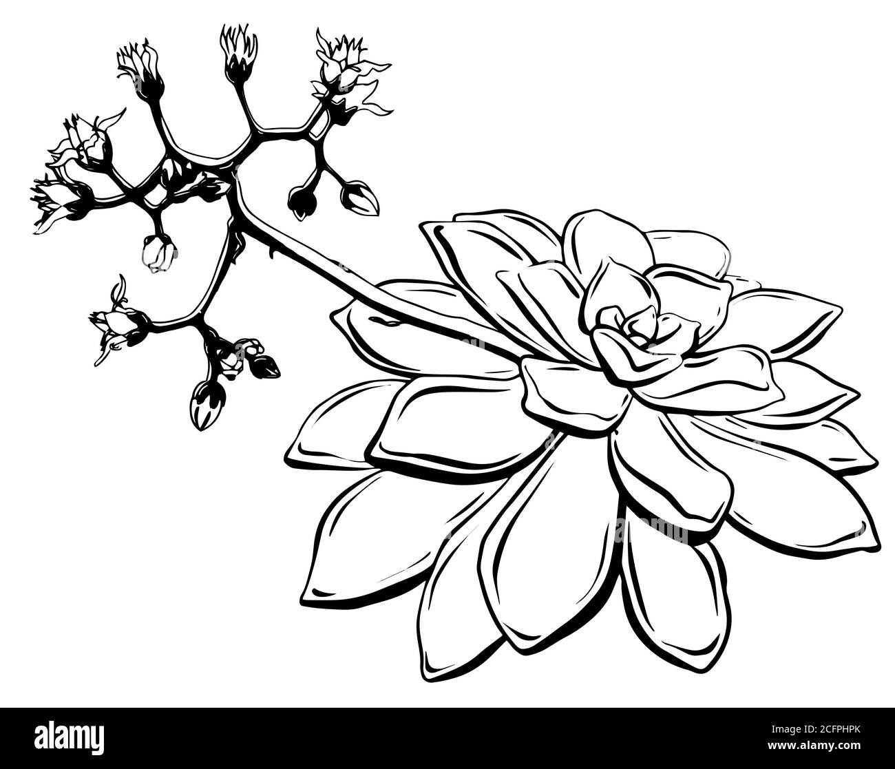 Succulent blooming hand drawing. Sketch the plant black and white ...