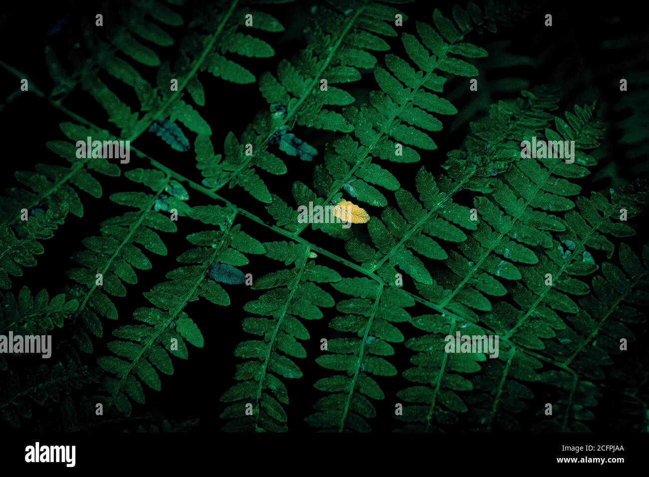 Closeup of fern fronds on the forest floor of Troodos mountain range in ...