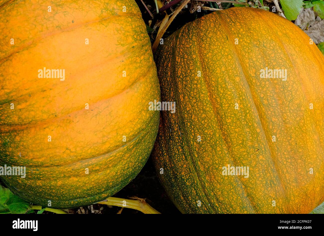 Growing pumpkins england hi-res stock photography and images - Alamy