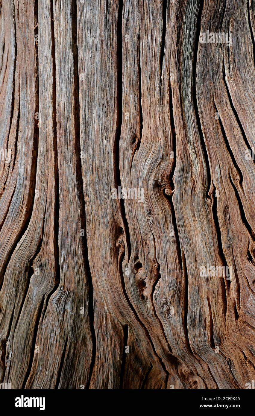 Weathered old tree hi-res stock photography and images - Alamy
