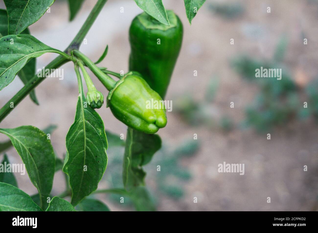 Young Bell Pepper Plant