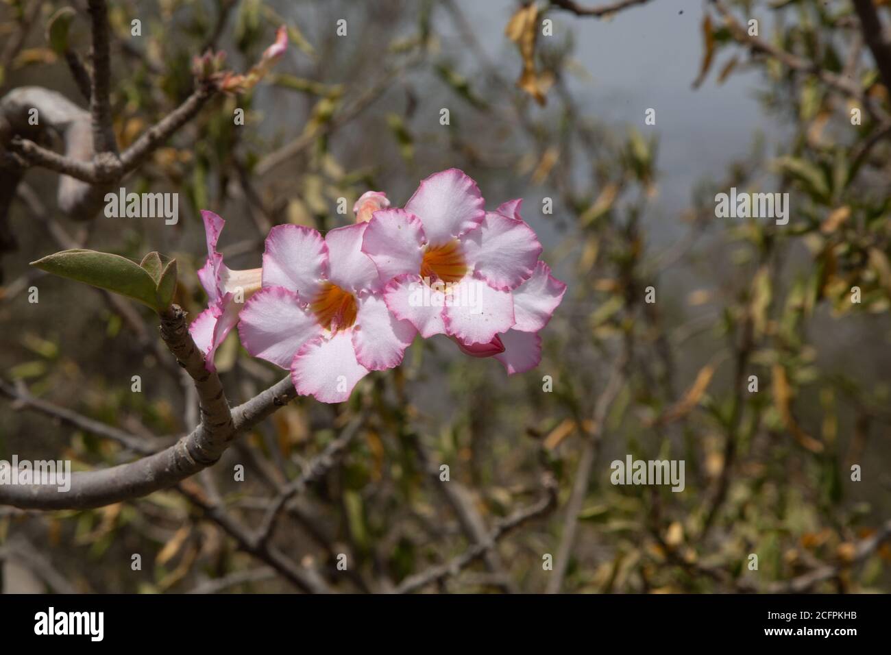 Flora Of Saudi Arabia High Resolution Stock Photography and Images - Alamy