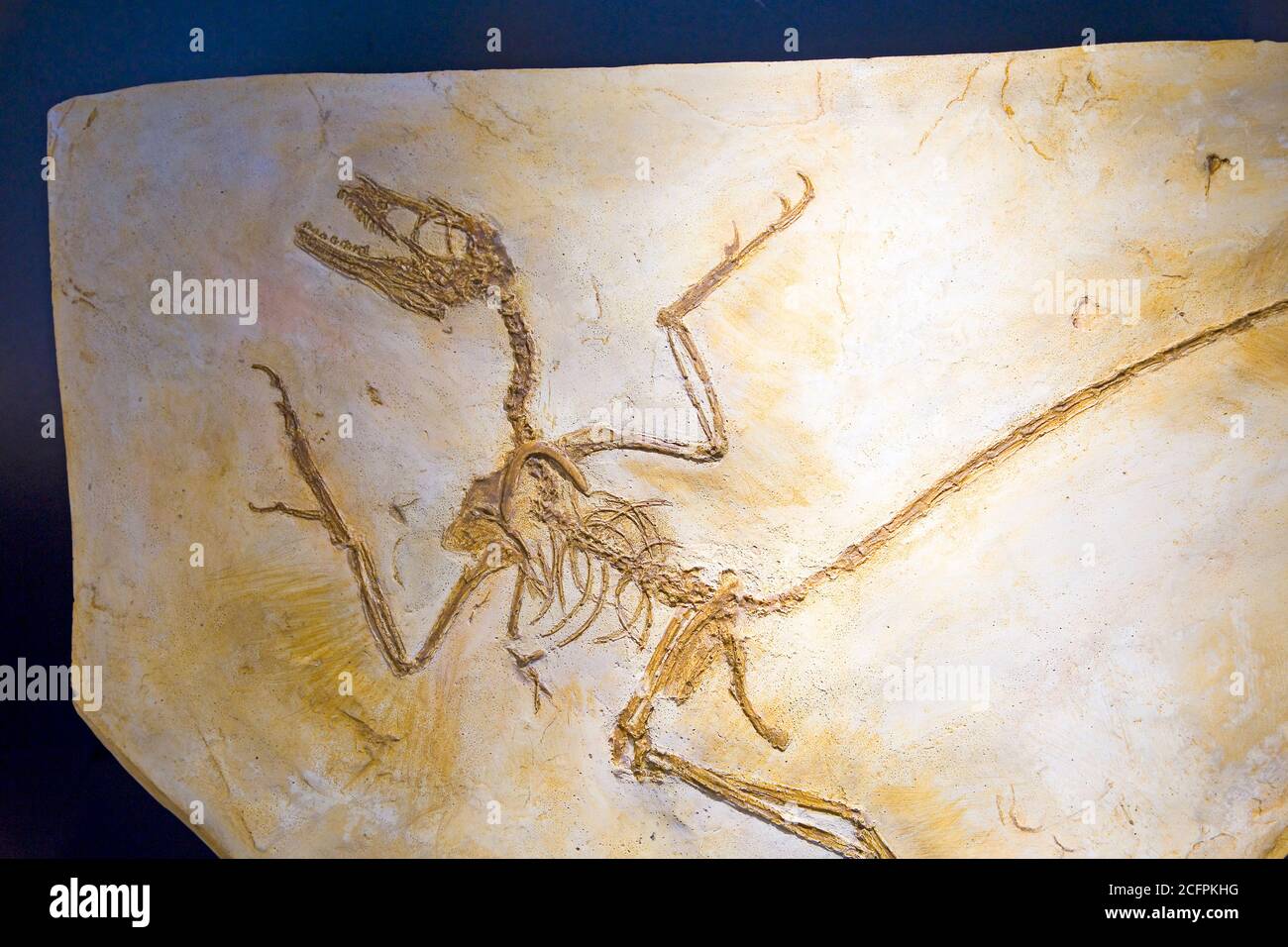 Microraptor Skeleton