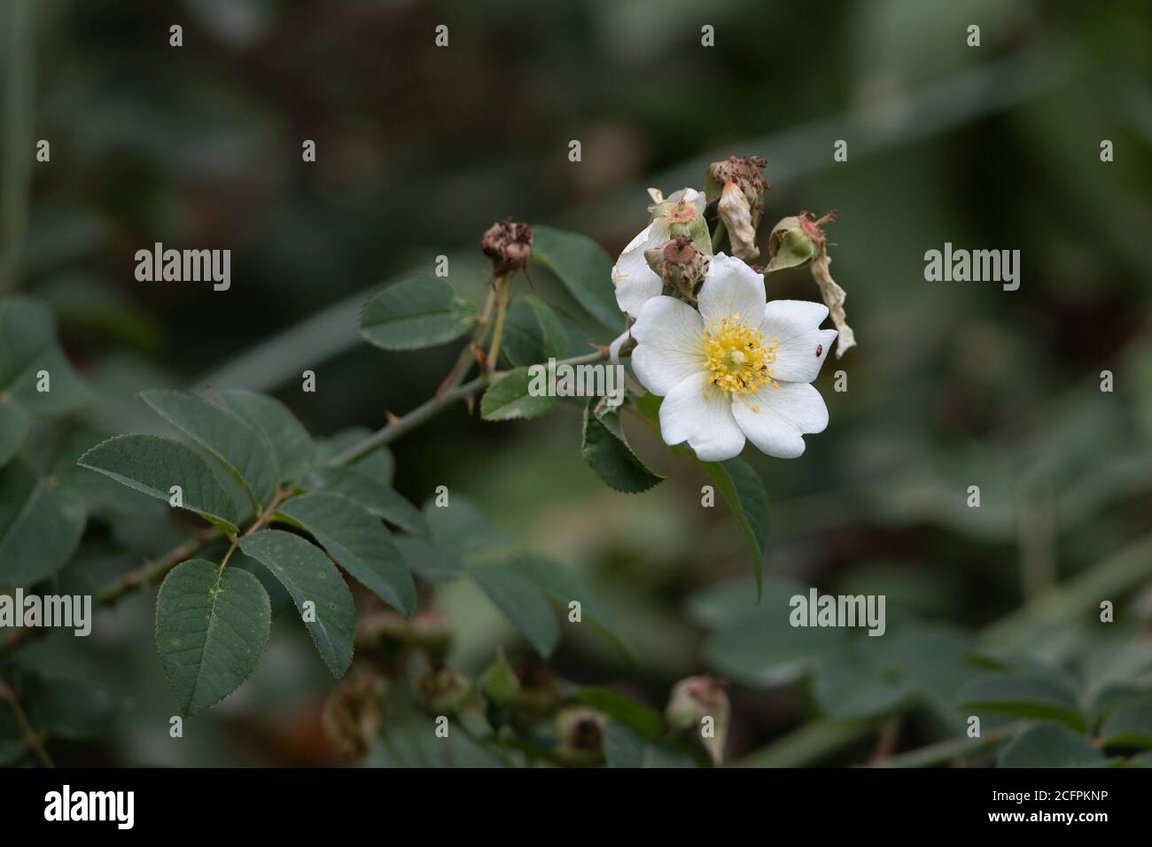 Flora Of Saudi Arabia High Resolution Stock Photography and Images - Alamy