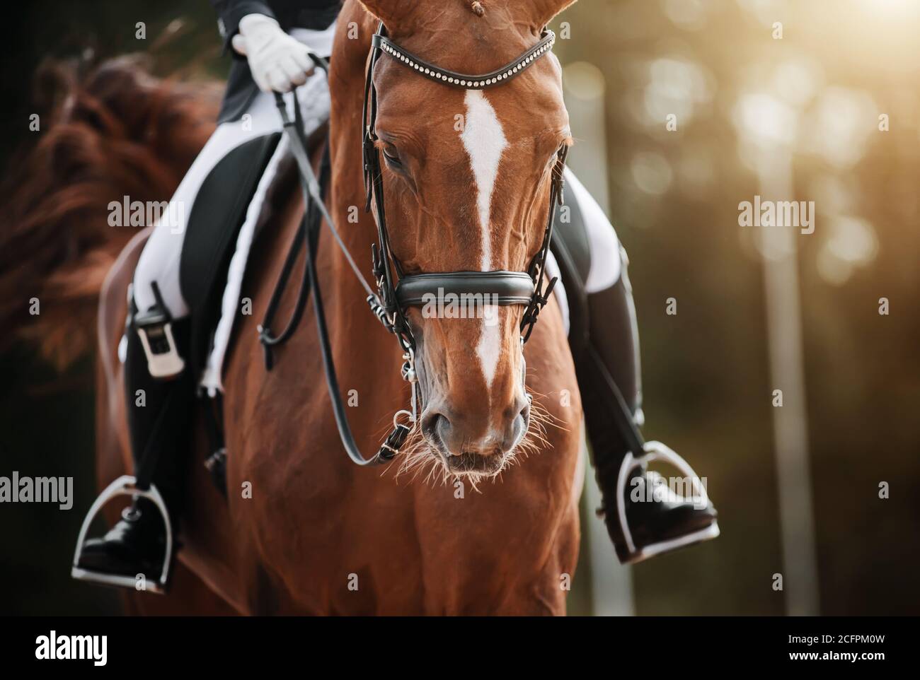 Black horseback riding with reins hi-res stock photography and images ...