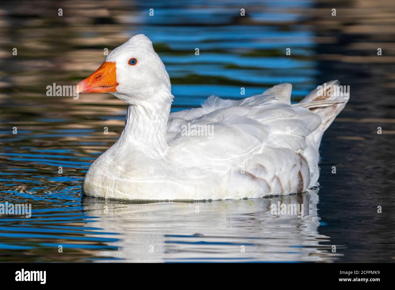 Graylag Tufted Roman Goose Anser anser Costa Ballena Cadiz Spain Stock ...