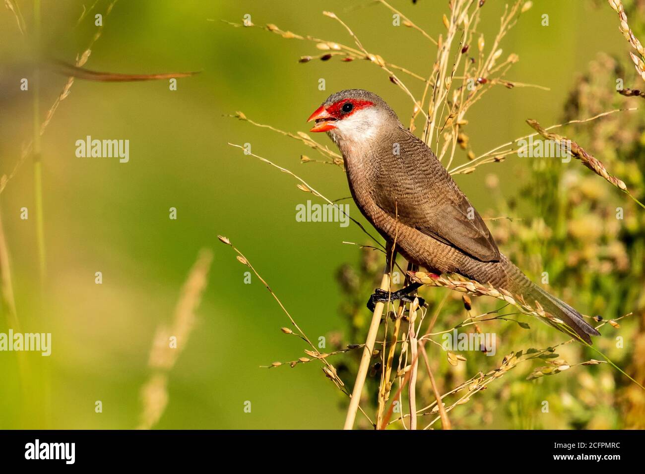 Common Waxbill Estrilda astrild Costa Ballena Cadiz Spain Stock Photo ...