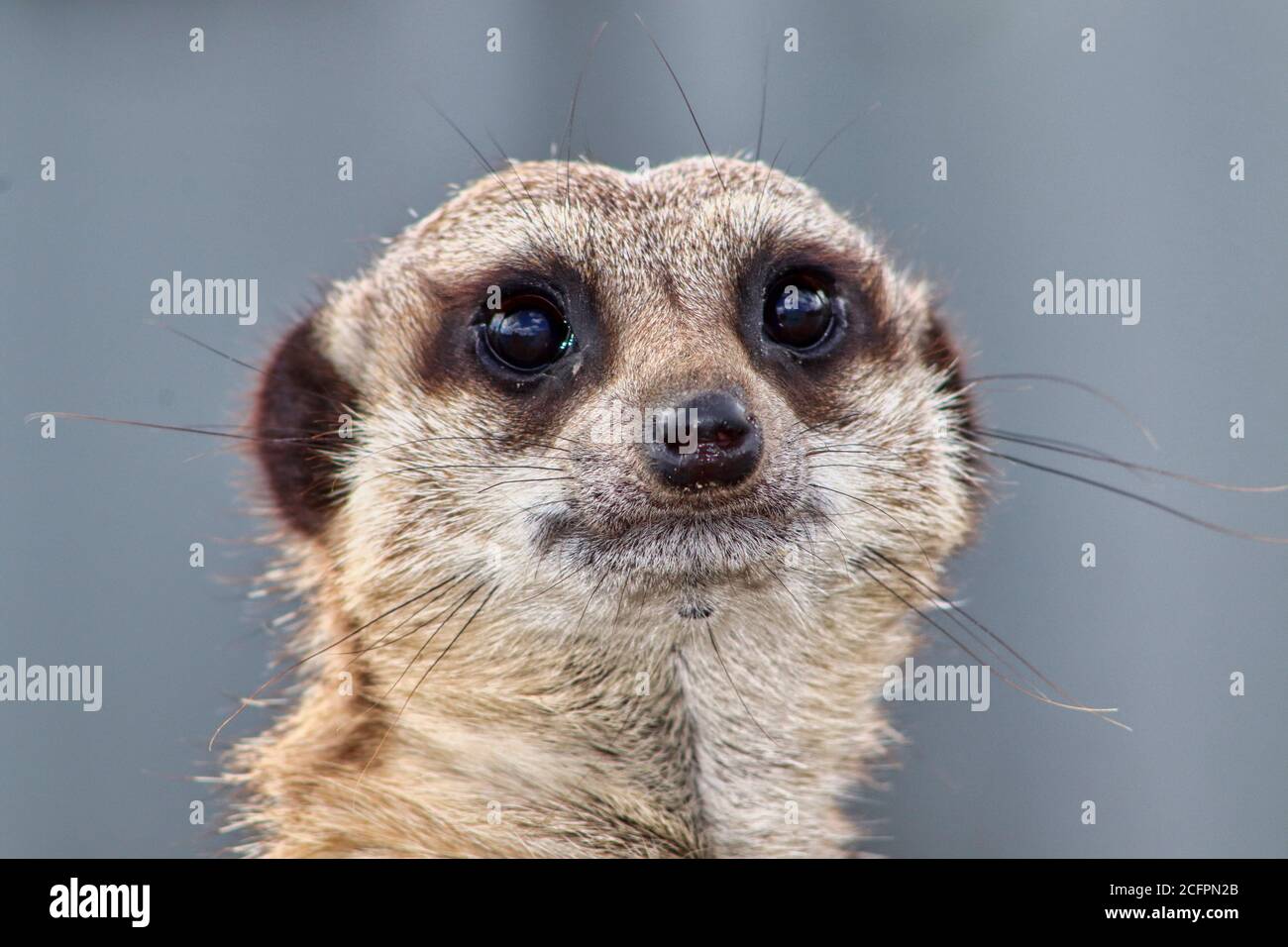 Meercat funny hi-res stock photography and images - Alamy