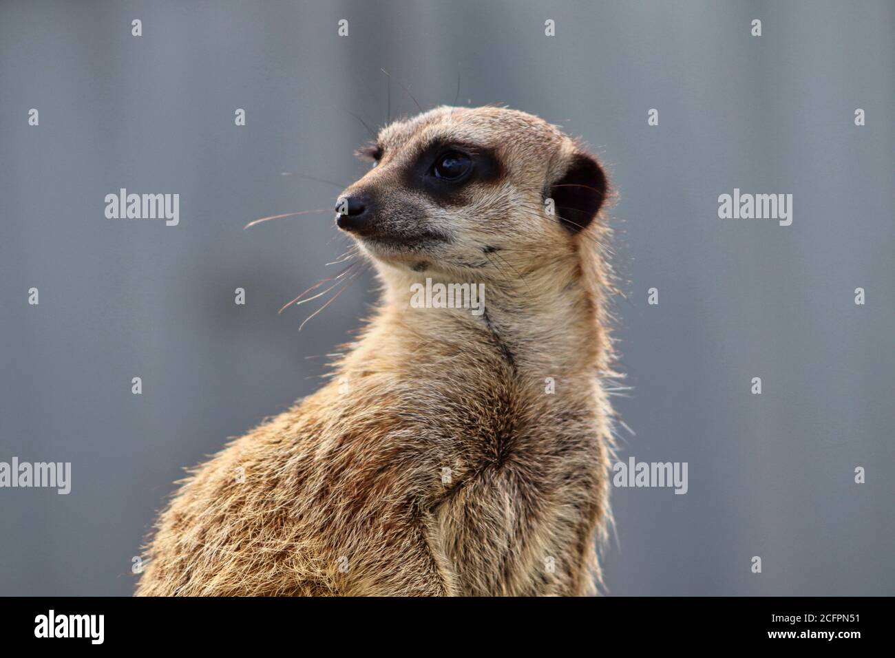 Meercat funny hi-res stock photography and images - Alamy