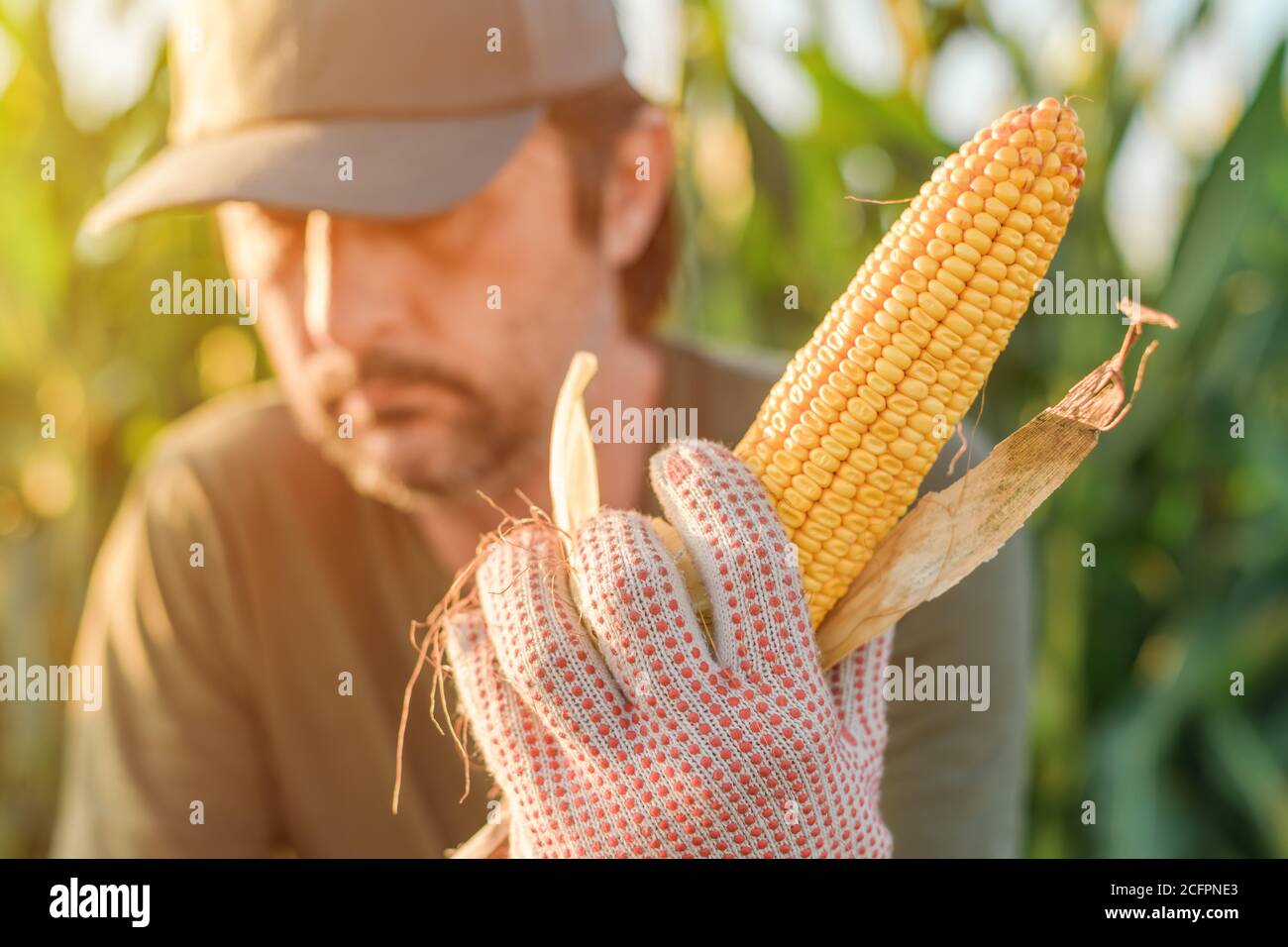 Farmer holding corn on the cob in the field during the maize crop ...