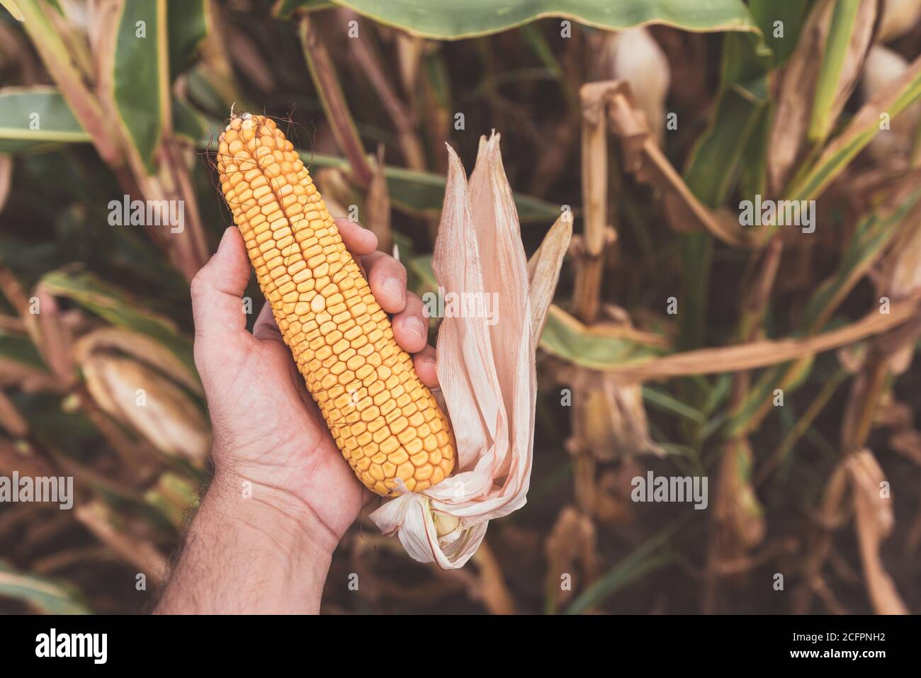 Farm worker holding corn on the cob in the field during the maize crop ...