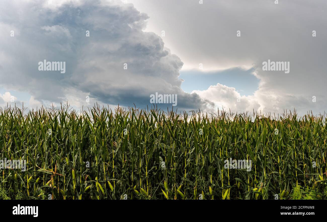 Closeup of maize plants in summer. Corn field background Stock Photo ...