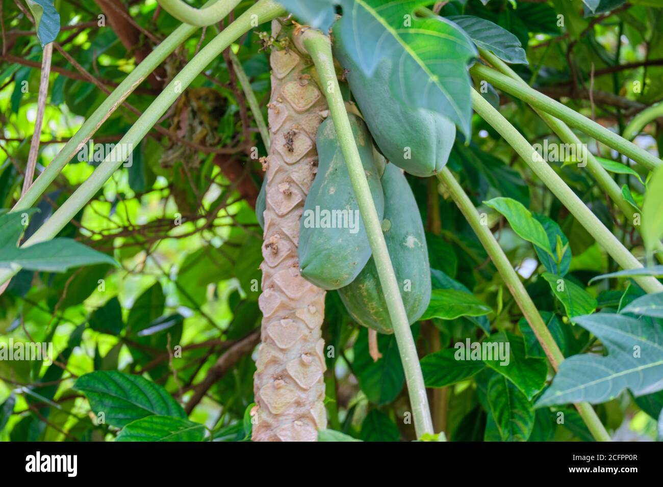 Jackfruit grows in a natural environment on the island of Panay in the ...