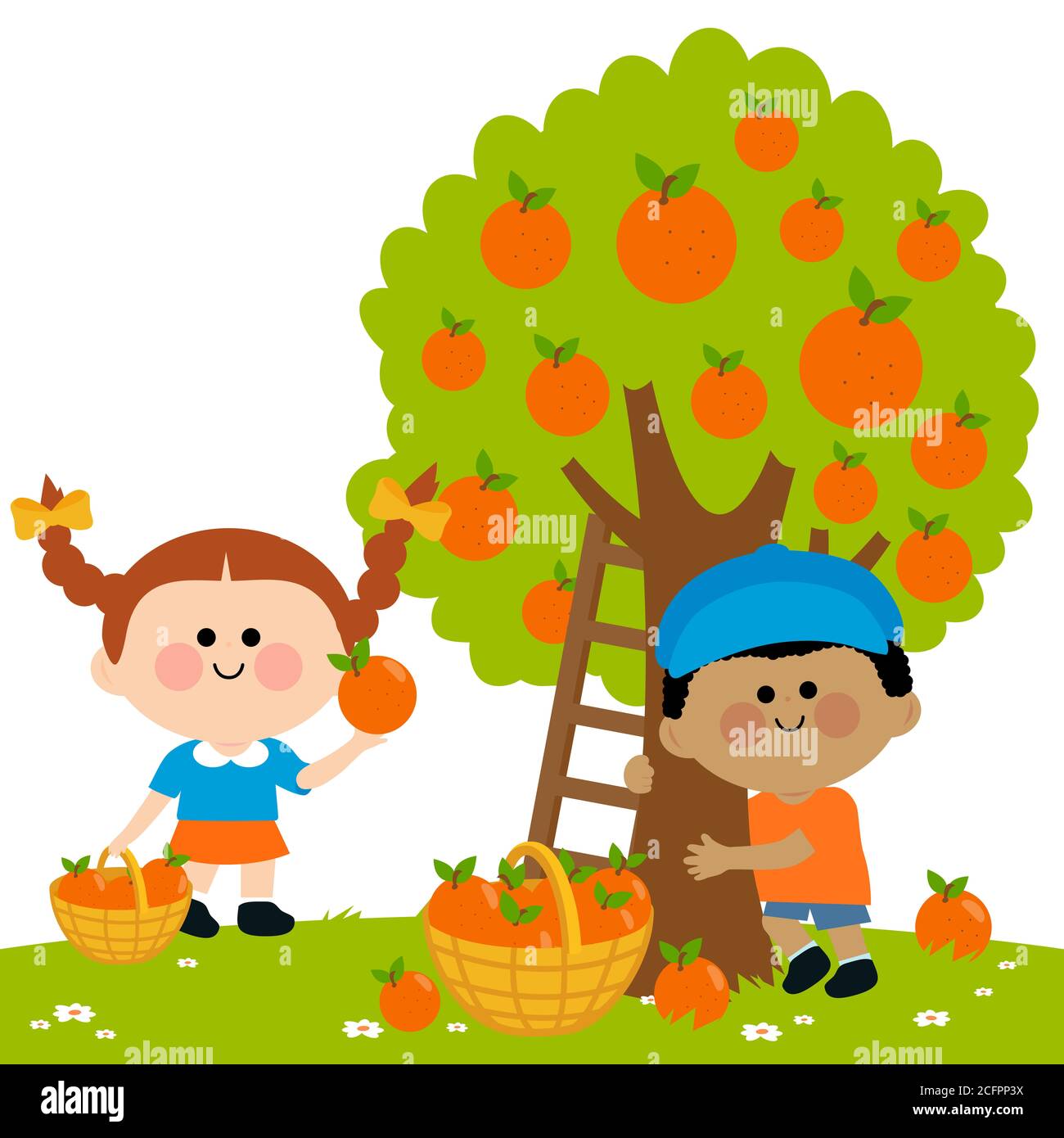 Two children, a boy and a girl picking oranges under an orange tree ...