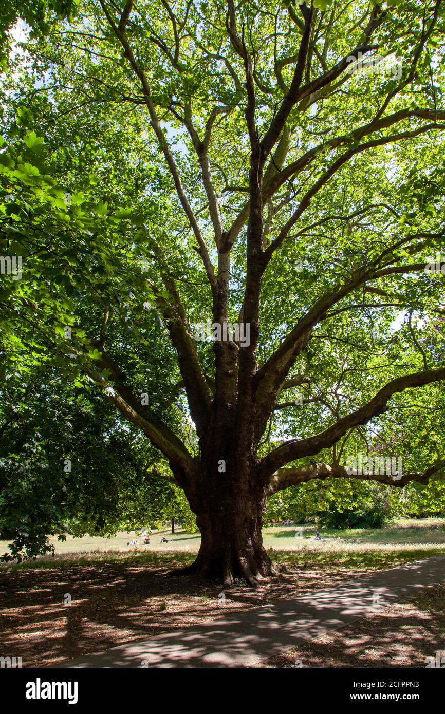 Big old london planetree hi-res stock photography and images - Alamy