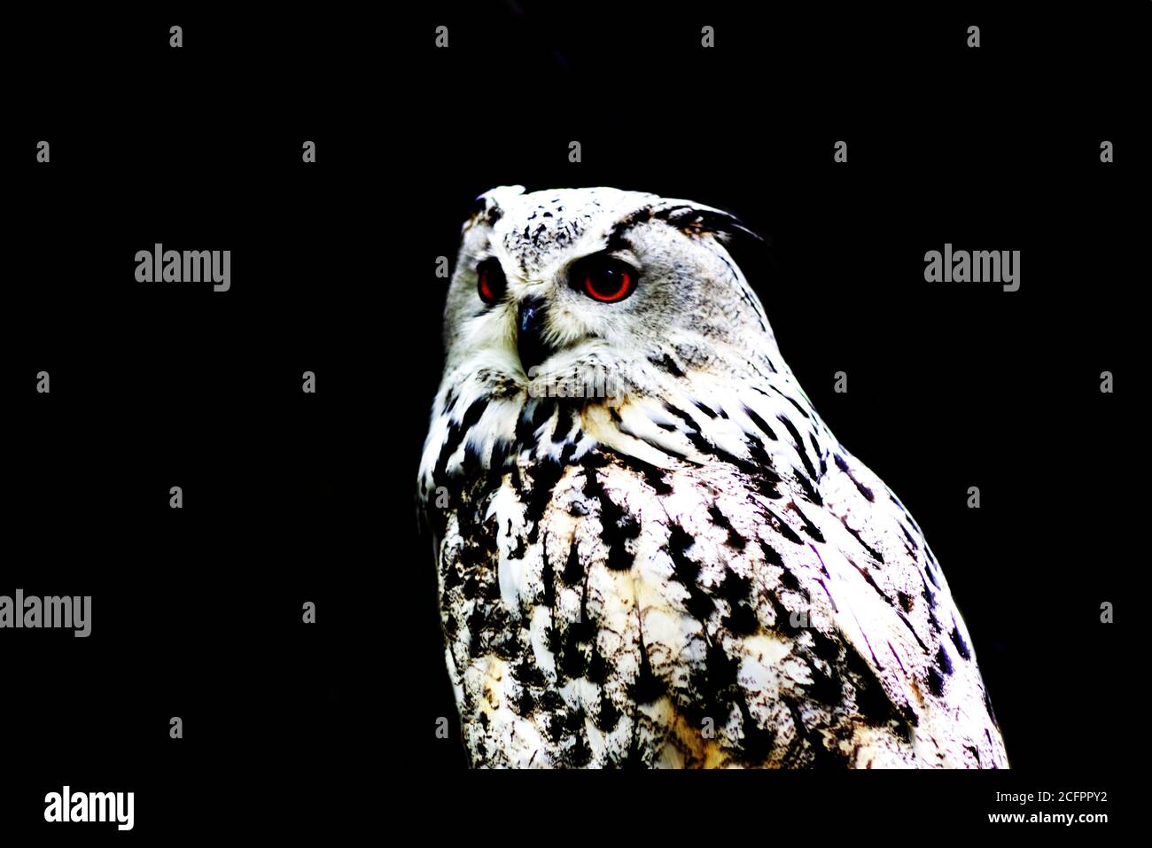 Strigidae strigiformes hi-res stock photography and images - Alamy