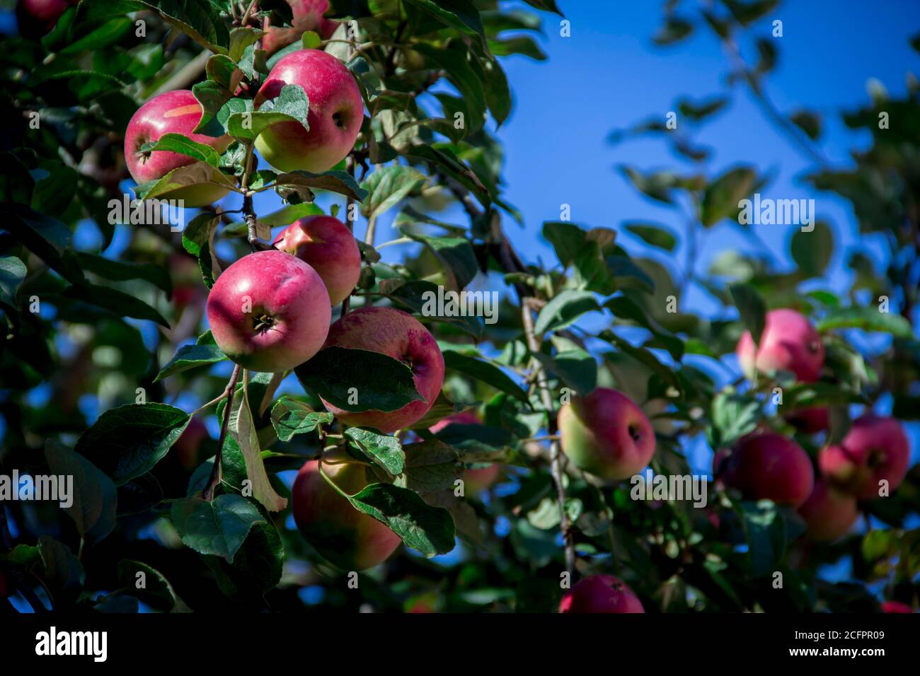 the branches of the Apple tree break under the weight of the apples ...