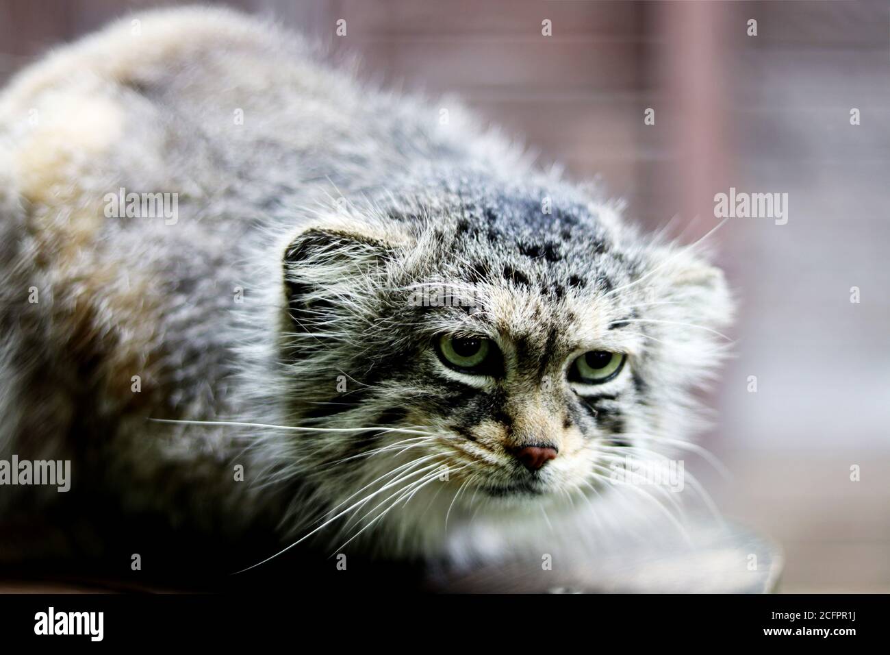 Pallas cat hi-res stock photography and images - Alamy