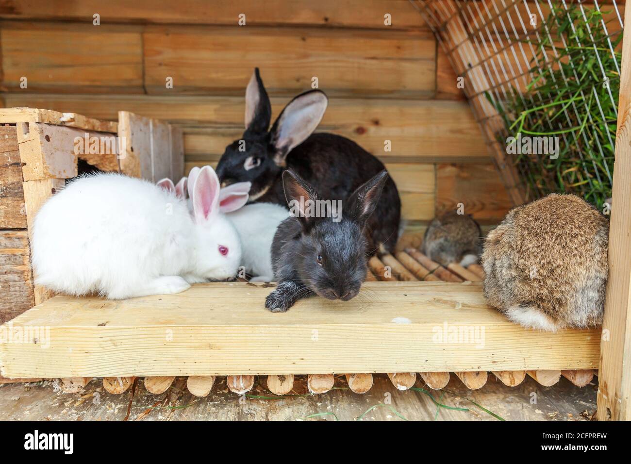 Many different small feeding rabbits on animal farm in rabbit-hutch ...