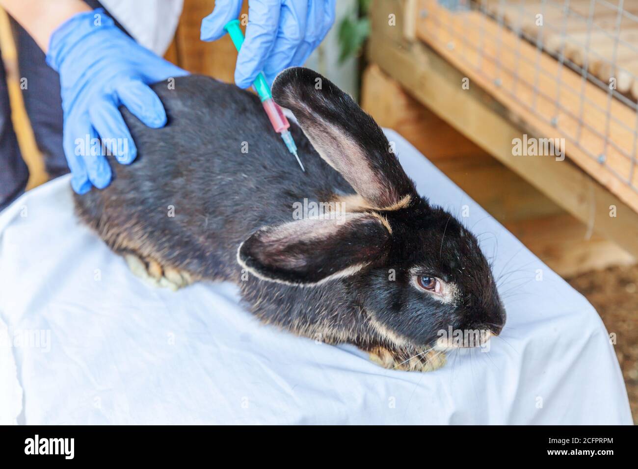 Veterinarian woman with syringe holding and injecting rabbit on ranch ...