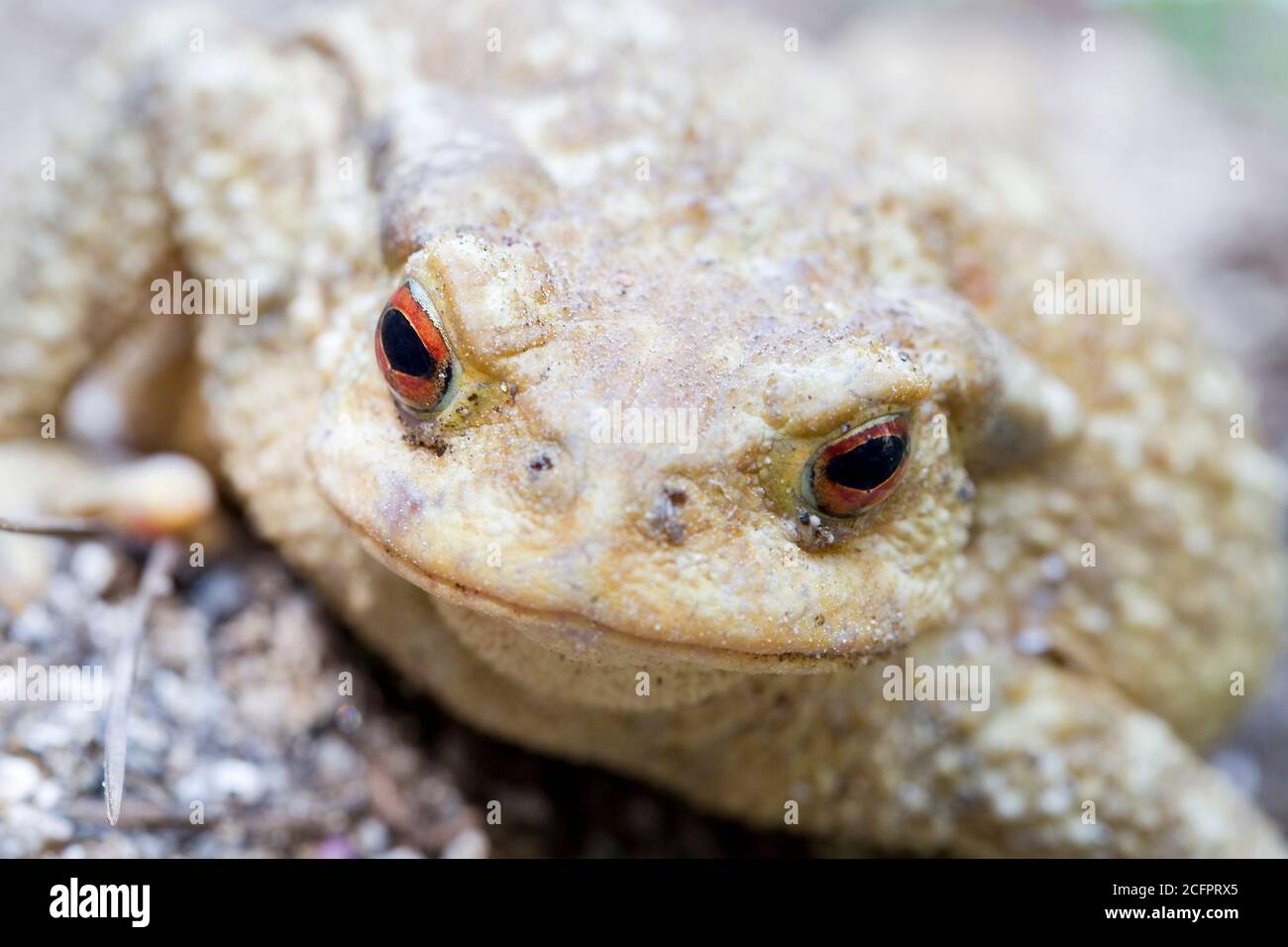 Common toad or European toad, Bufo bufo Stock Photo - Alamy