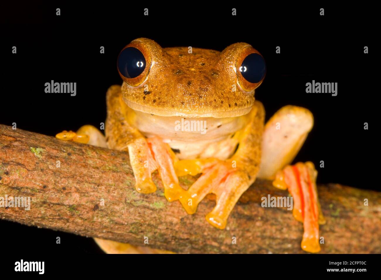 Harlequin Tree Frog, Rhacophorus pardalis, Kinabatangan, Borneo Stock ...