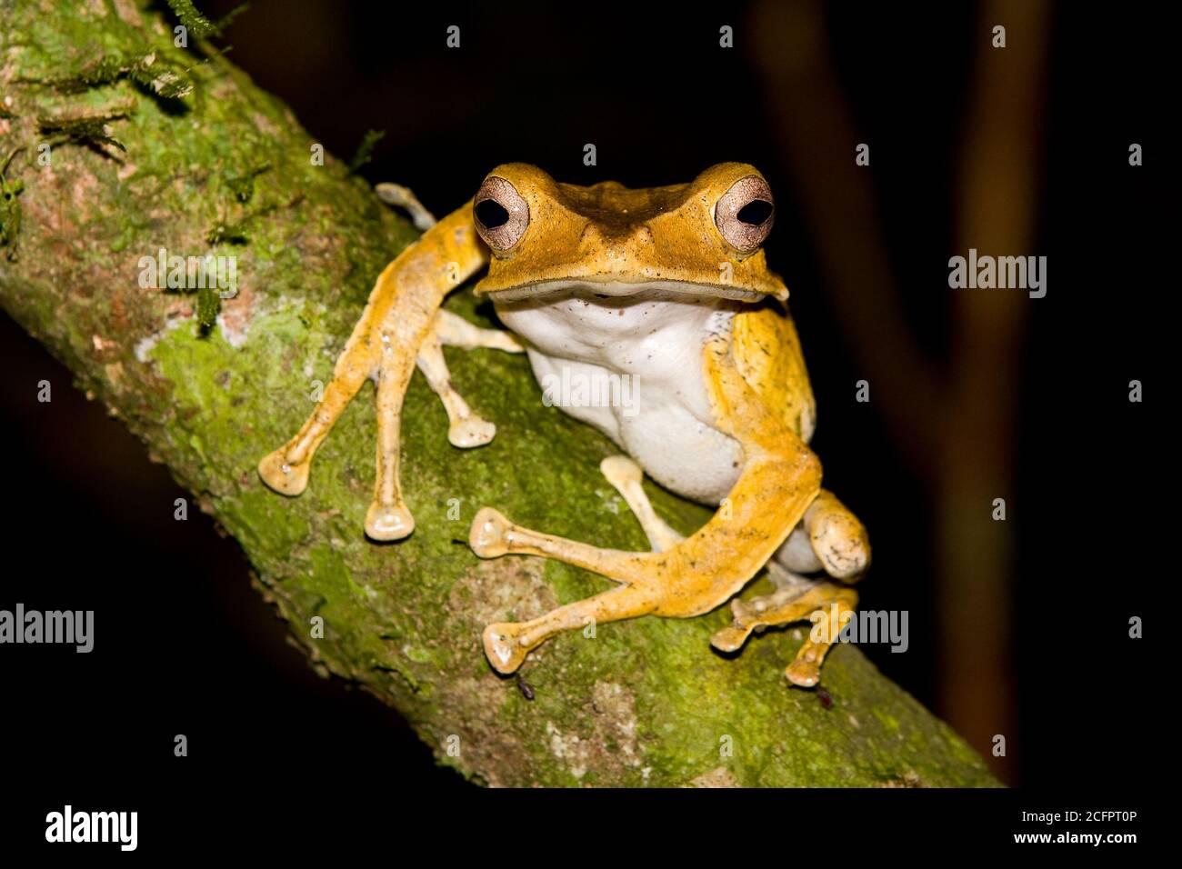 File Eared Tree Frog, Polypedates otilophus, Kinabatangan river, Borneo ...