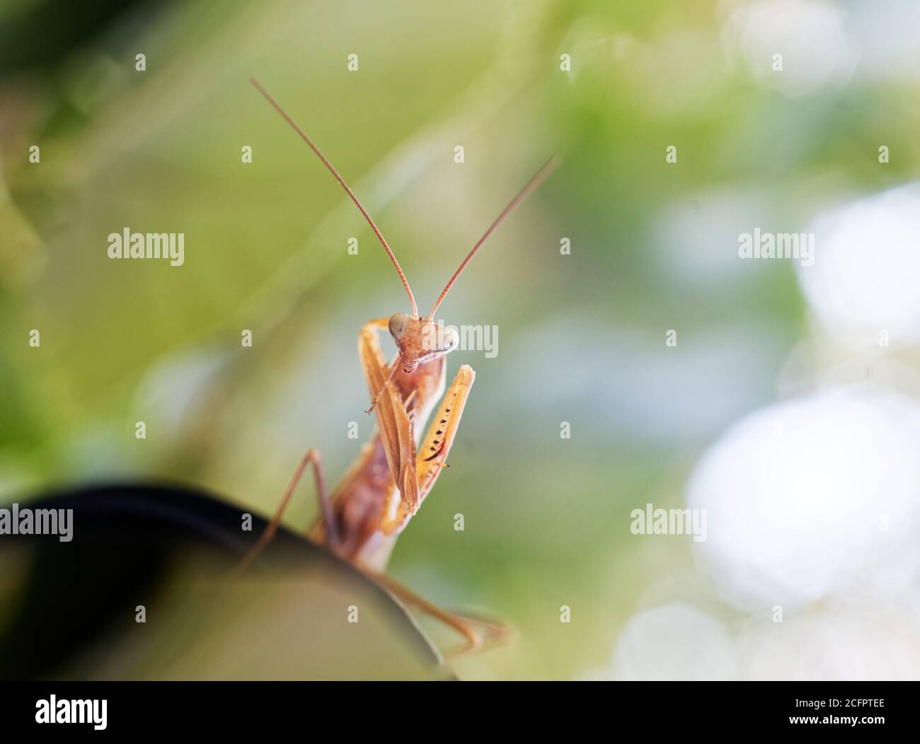 Mantis insect in nature hi-res stock photography and images - Alamy