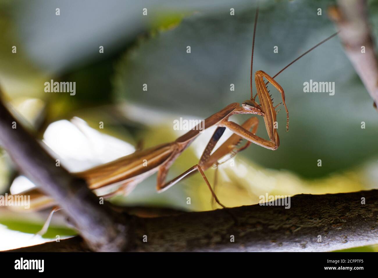 Praying mantis in nature on green background Stock Photo - Alamy