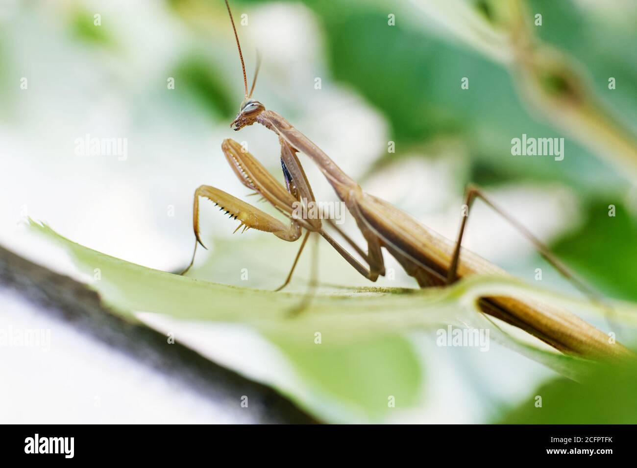 Mantis insect in nature hi-res stock photography and images - Alamy