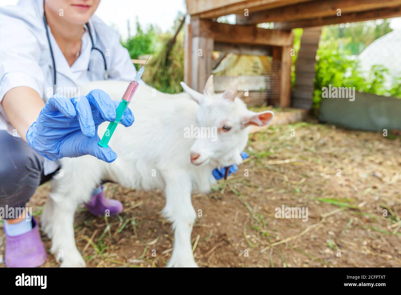 Young veterinarian woman with syringe holding and injecting goat kid on ...