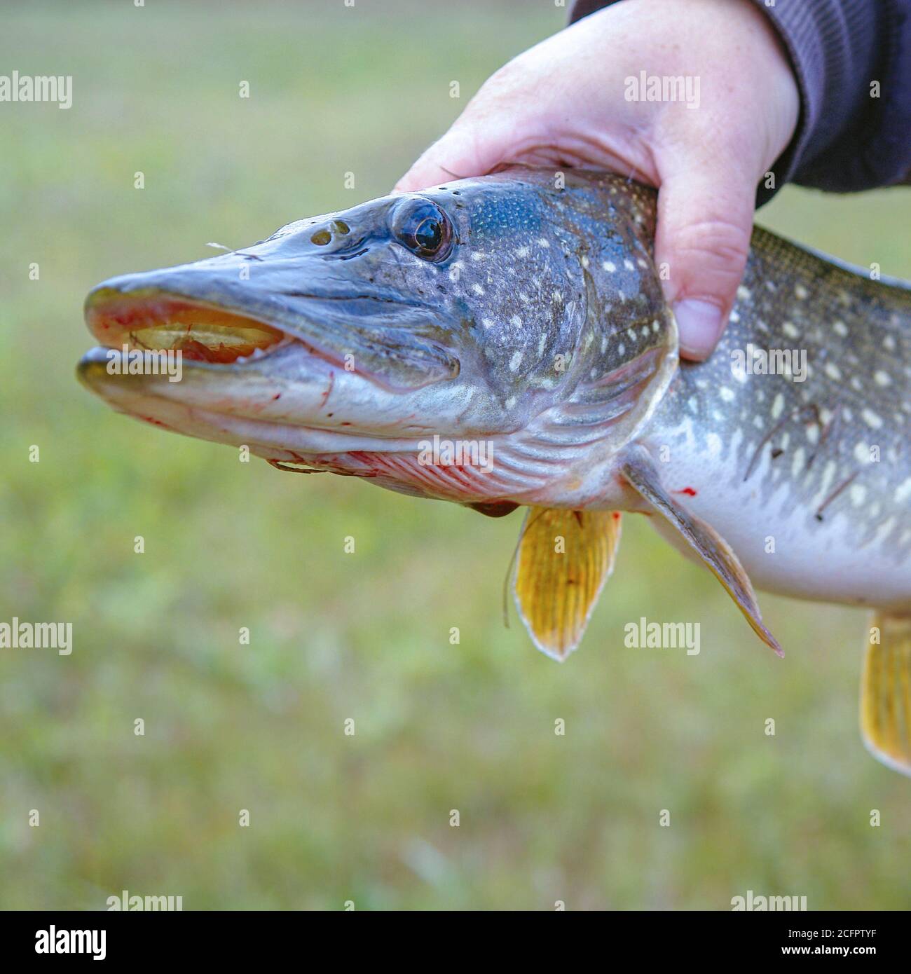 His pike hi-res stock photography and images - Alamy