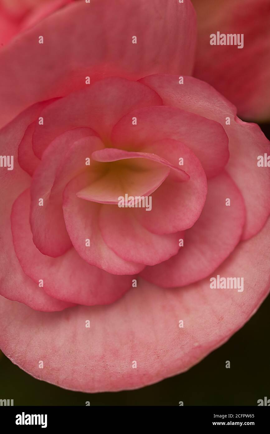 Red begonia hi-res stock photography and images - Alamy