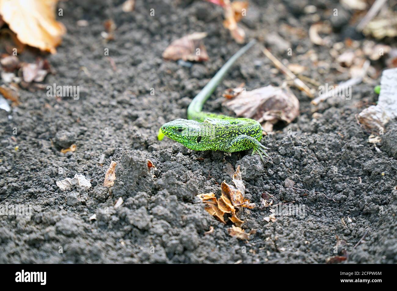 Aruba small lizard hi-res stock photography and images - Alamy
