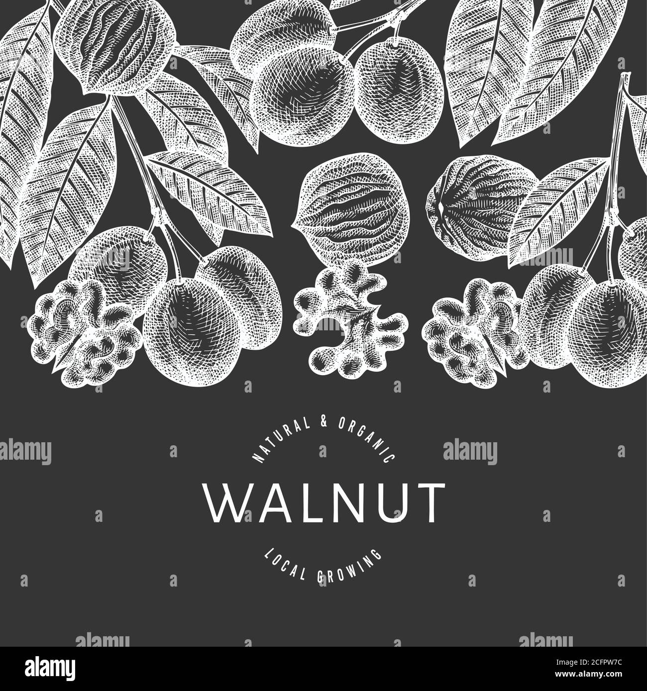 Hand drawn sketch walnut design template. Organic food vector ...
