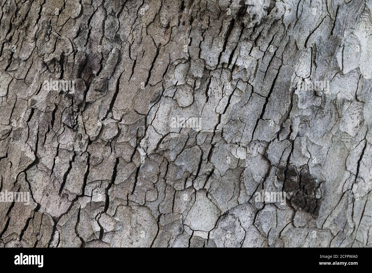 Old gray tree bark, natural background photo texture Stock Photo - Alamy