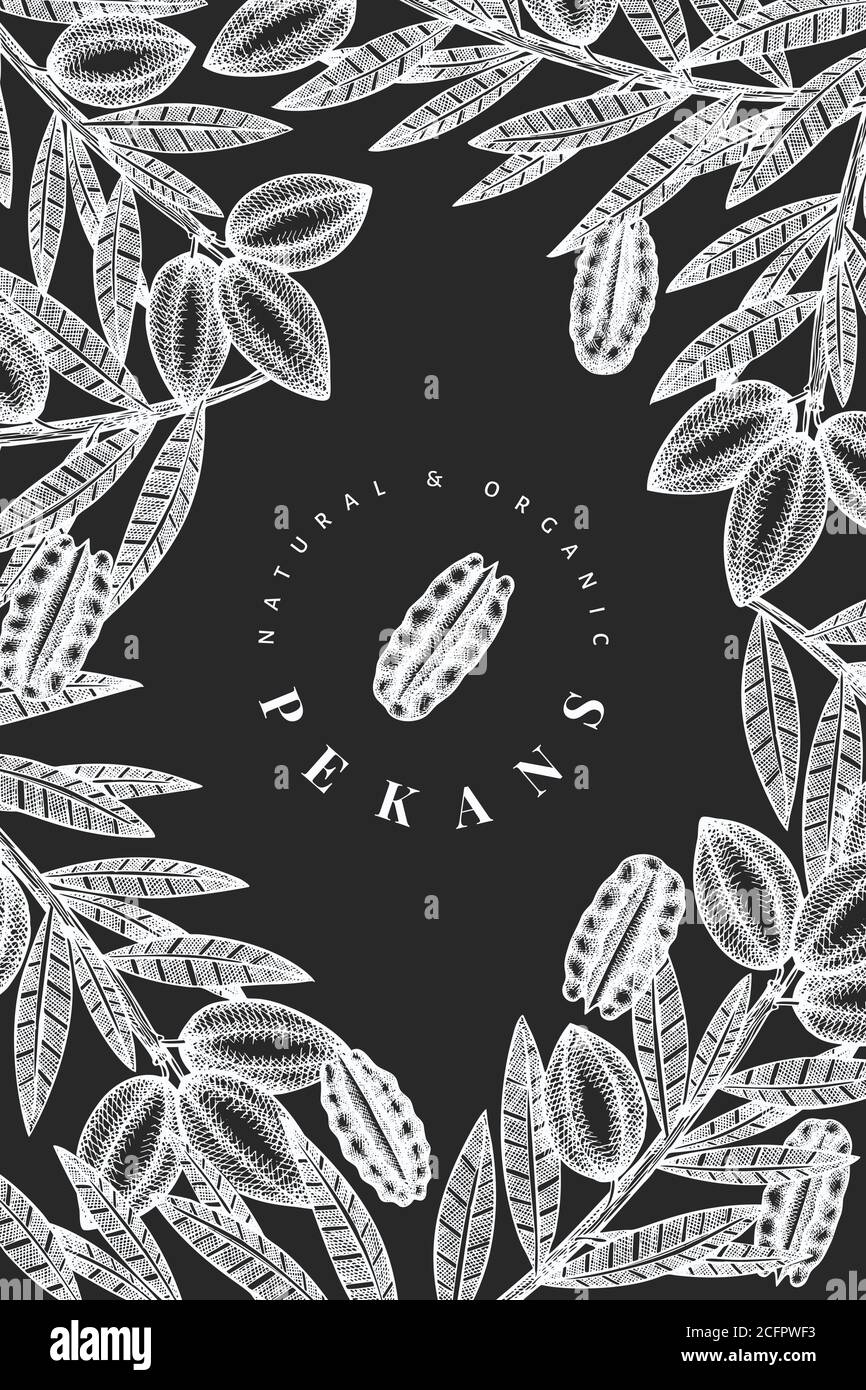 Hand drawn pecan branch and kernels design template. Organic food ...