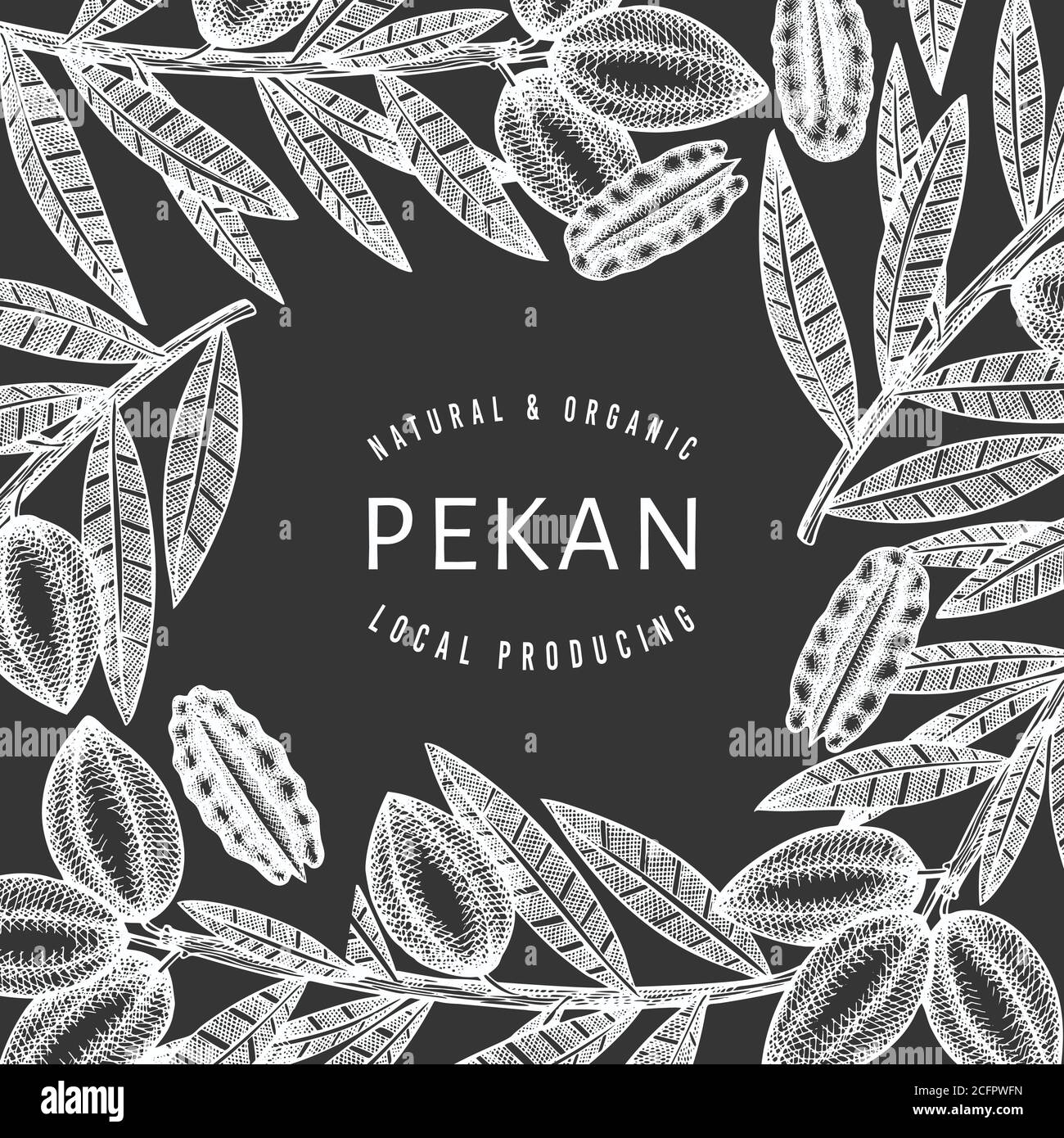 Hand drawn pecan branch and kernels design template. Organic food ...