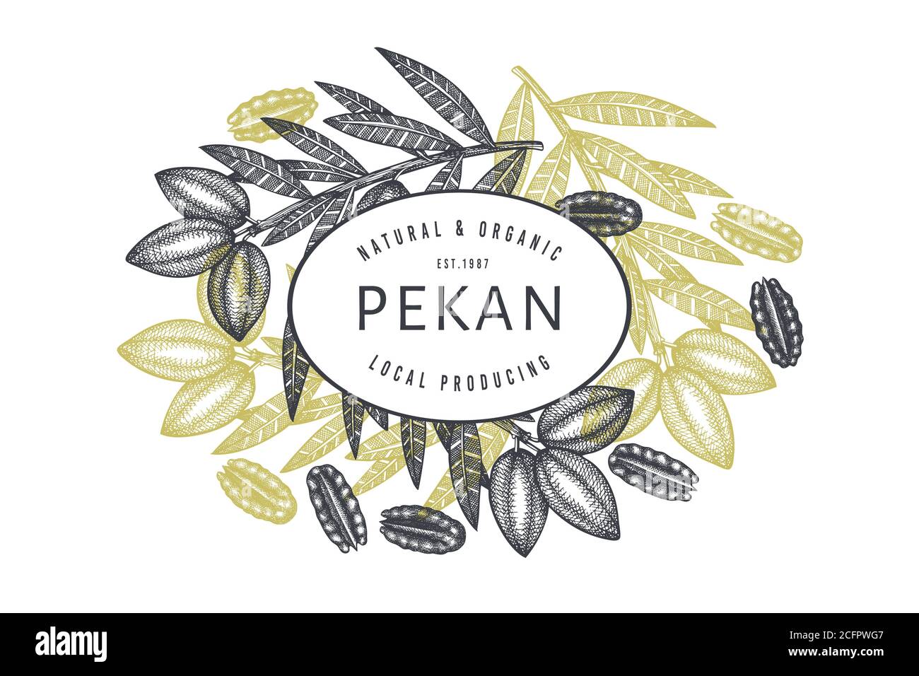Hand drawn pecan branch and kernels design template. Organic food ...