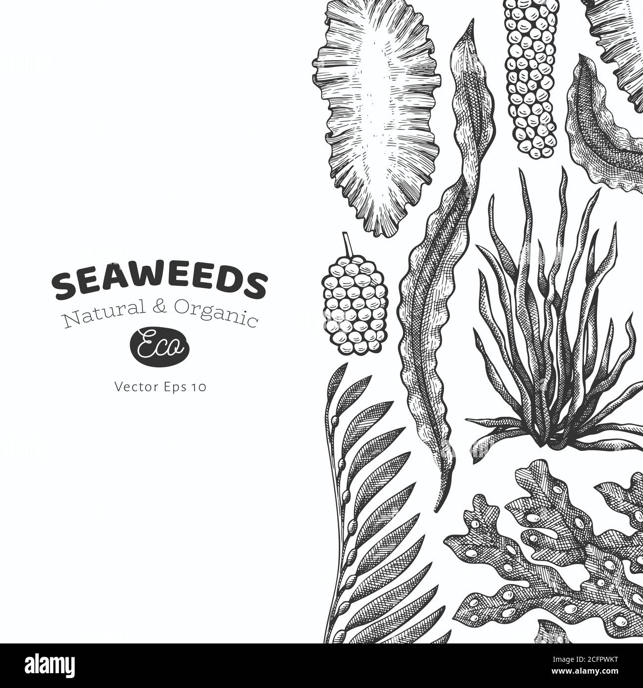 Seaweed design template. Hand drawn vector seaweeds illustration ...