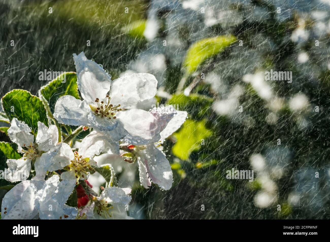 Apple blossom under the rain in the garden on spring Stock Photo - Alamy