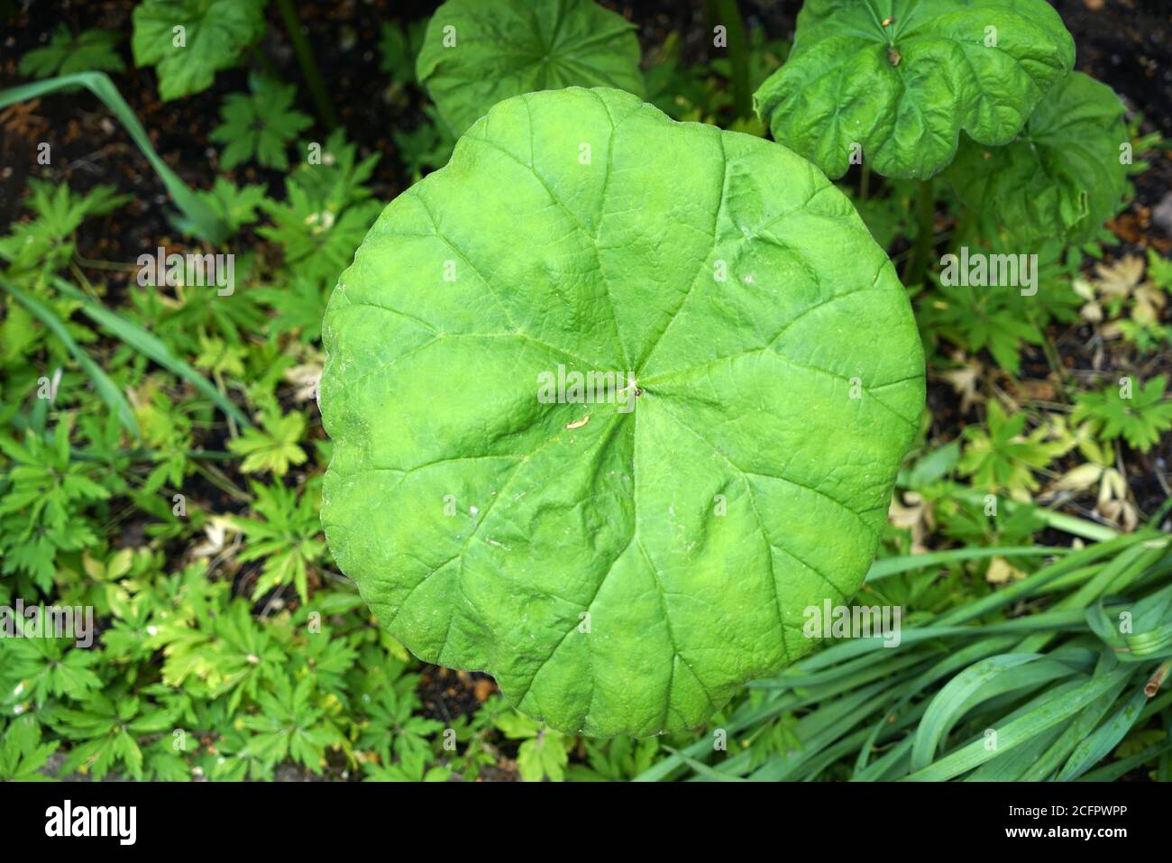 Wide top hi-res stock photography and images - Alamy