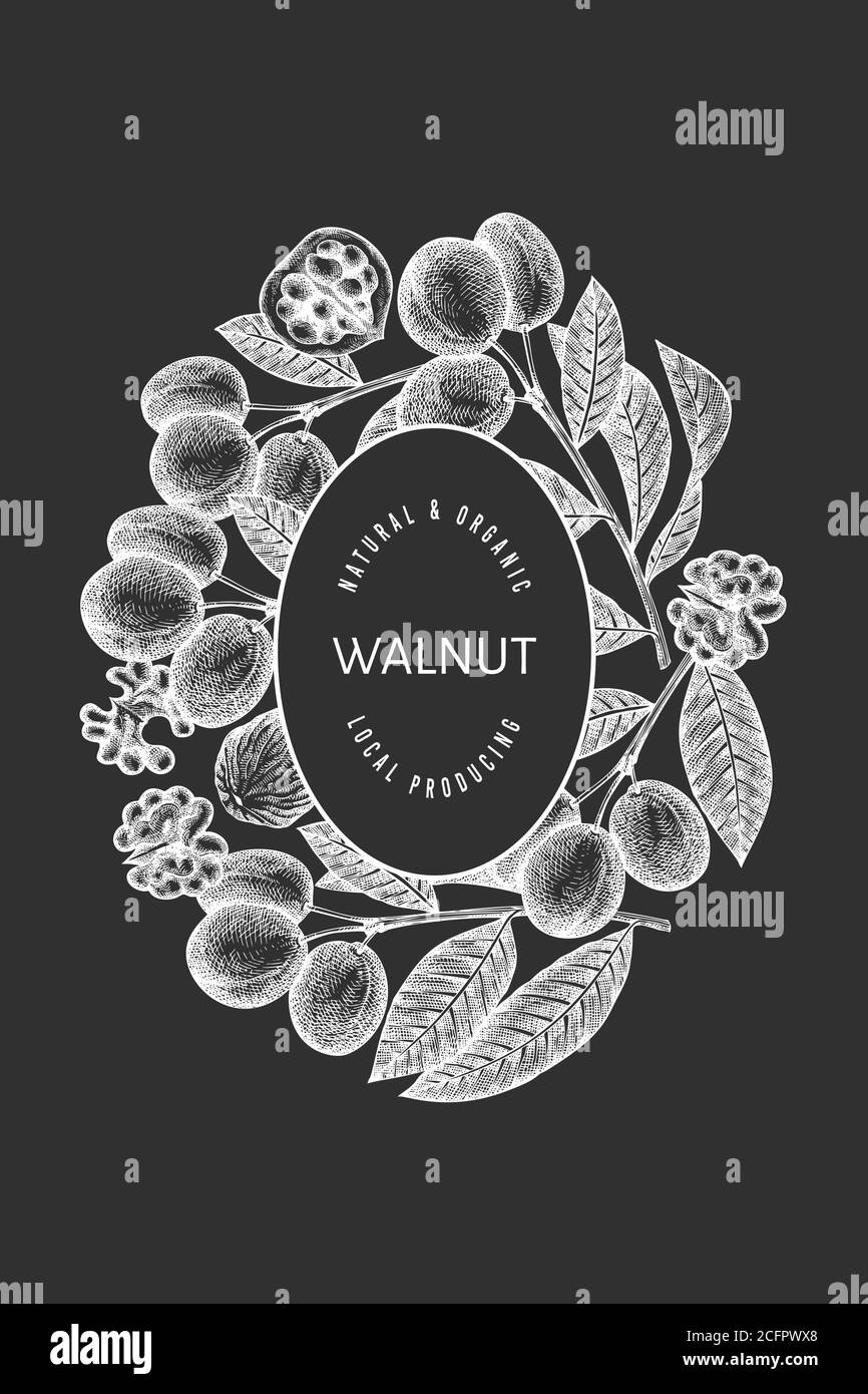 Hand drawn sketch walnut design template. Organic food vector ...