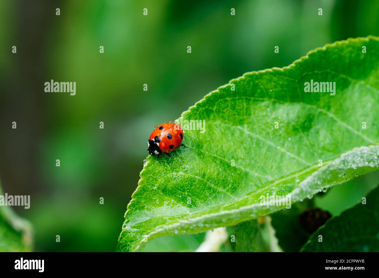 Ladybug On Leaf With Raindrops High Resolution Stock Photography and ...
