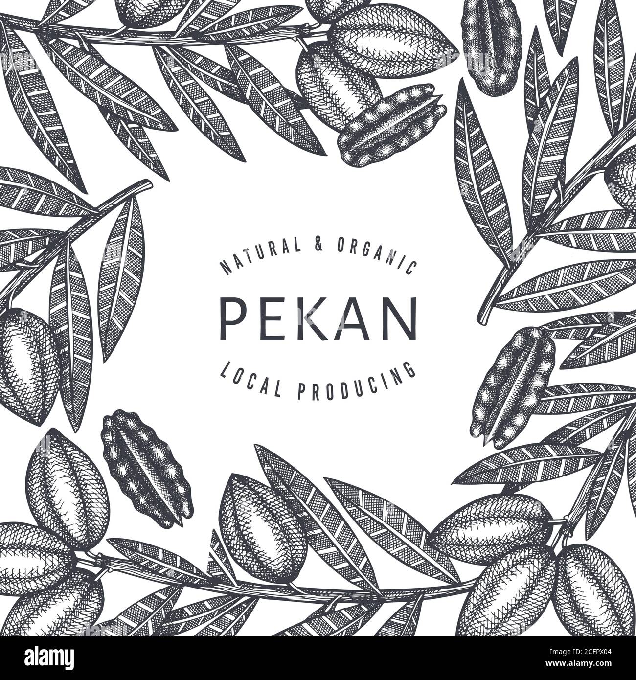 Pecan Nut Illustration