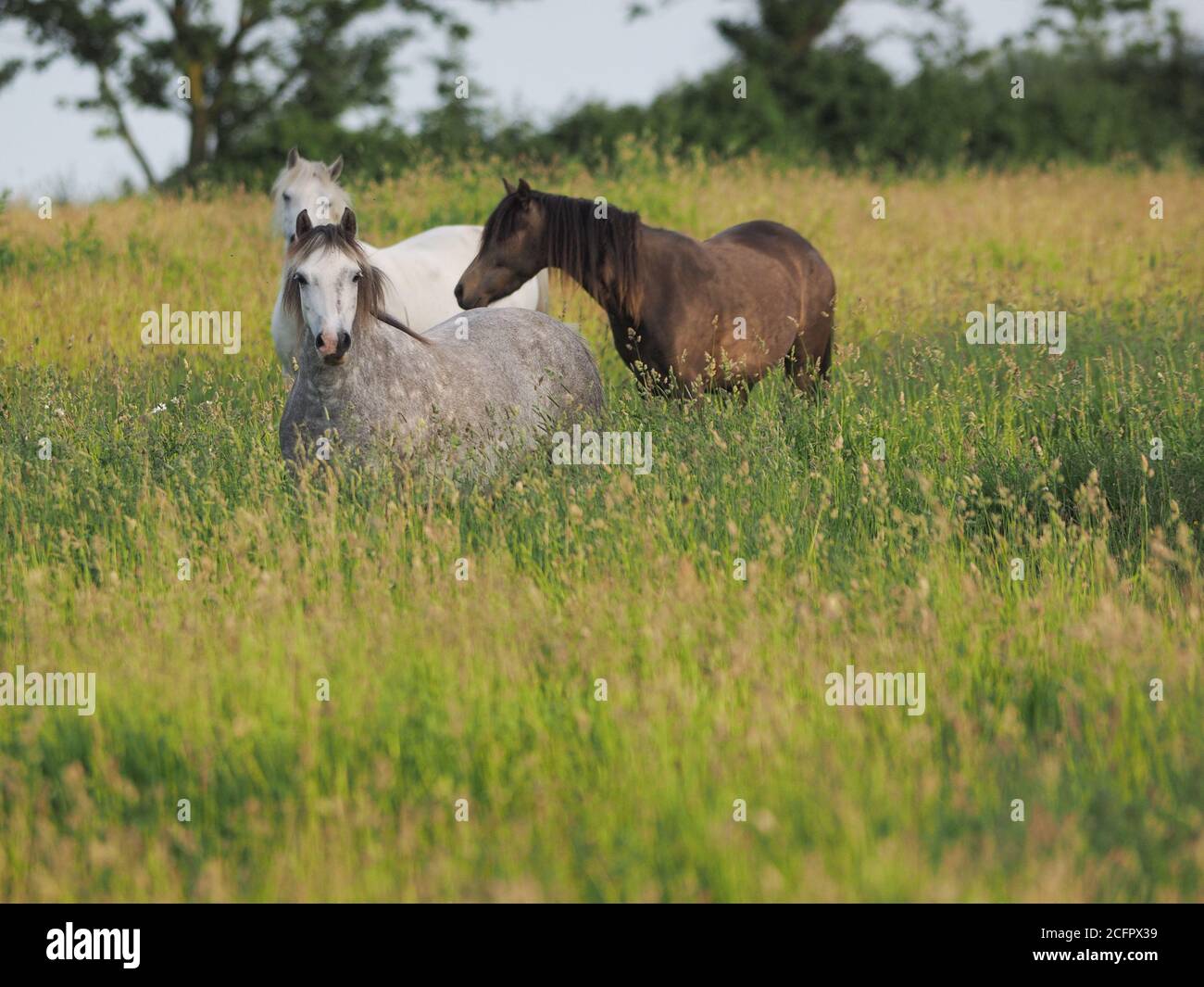 A group of native ponies in a meadow of long summer grass Stock Photo ...