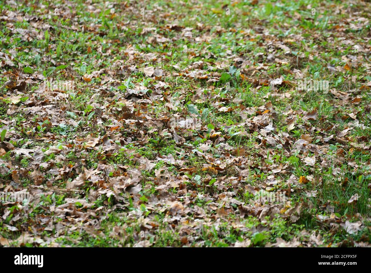 Grass field filled with autumn leaves Stock Photo - Alamy