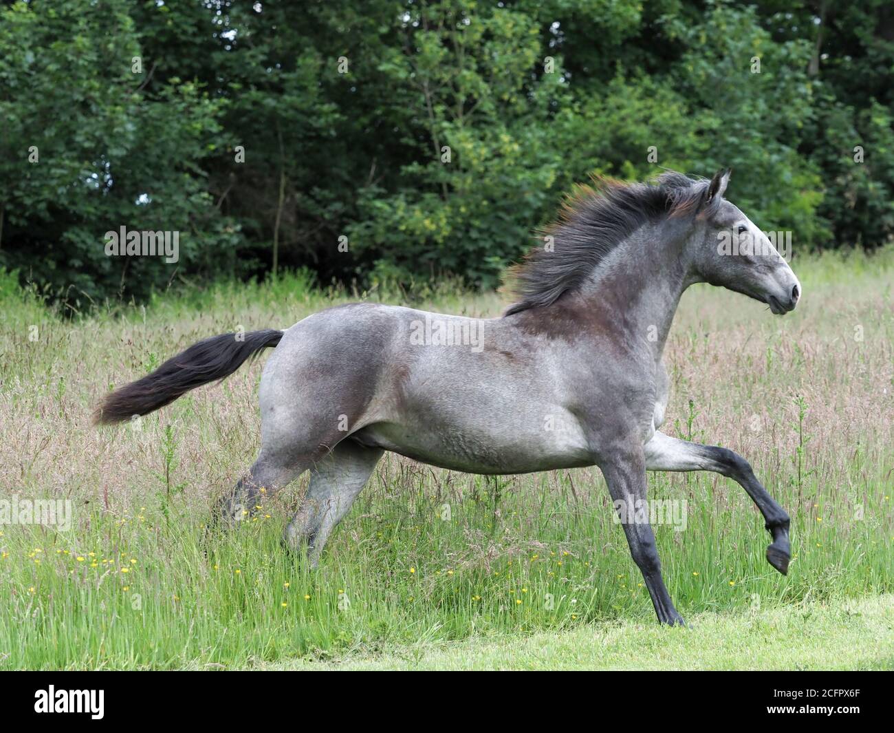 Unbroken colt hi-res stock photography and images - Alamy
